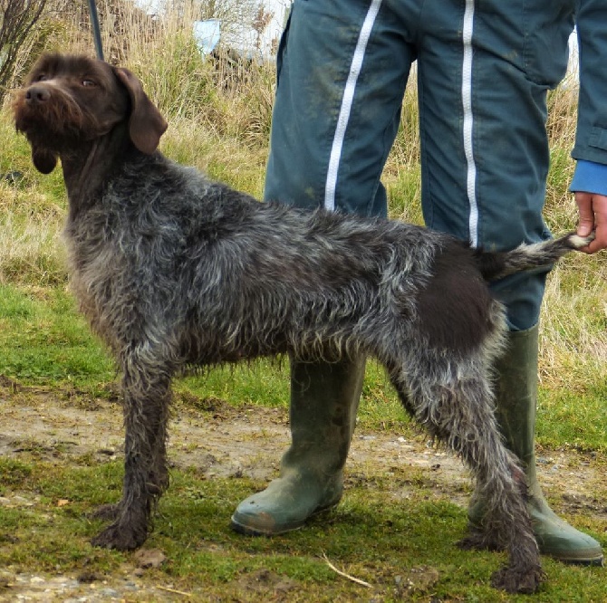 Accueil - Elevage du clos Renaud - eleveur de chiens Griffon d'arrêt à ...